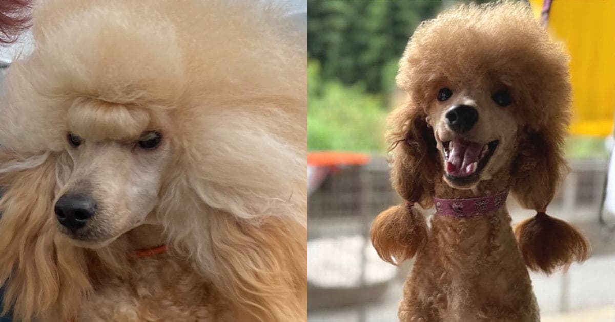 ミディアムプードル 誕生♫ | esprit dog - 栃木県小山市